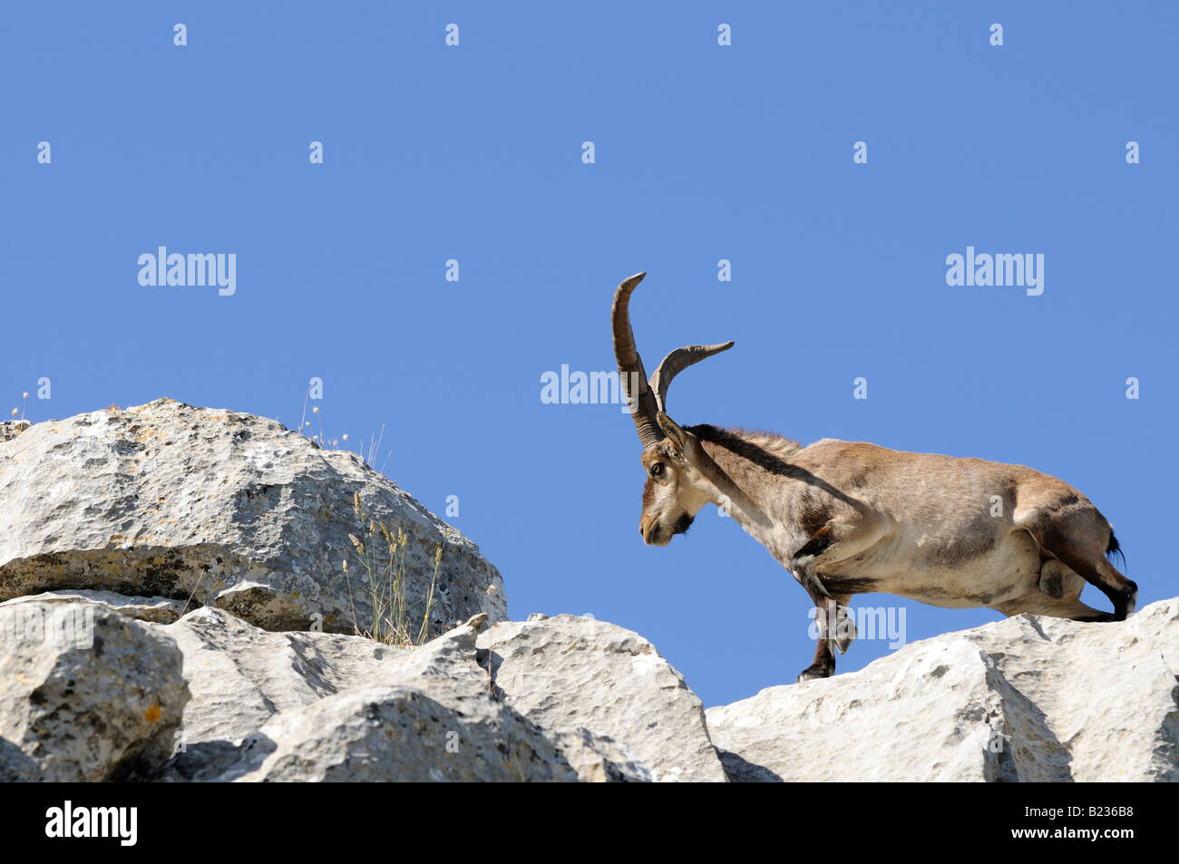 Goat Leg High Resolution Stock Photography and Images - Alamy