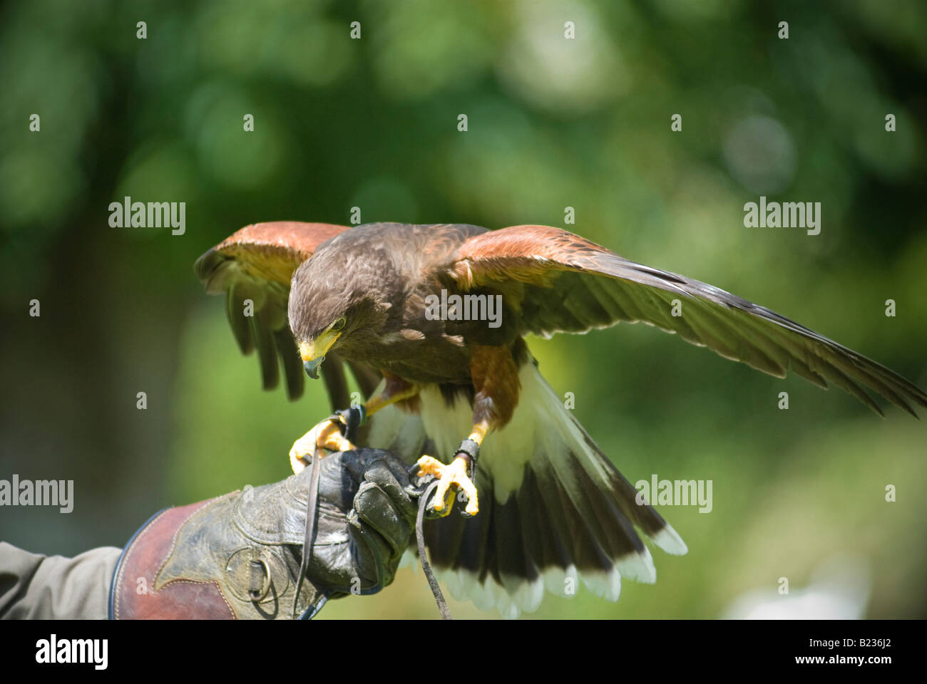 Falconry dunrobin castle hi-res stock photography and images - Alamy