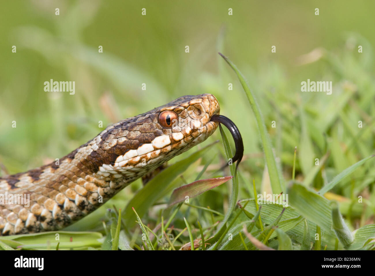 Female Adder Vipera berus head close up showing red eye with split ...