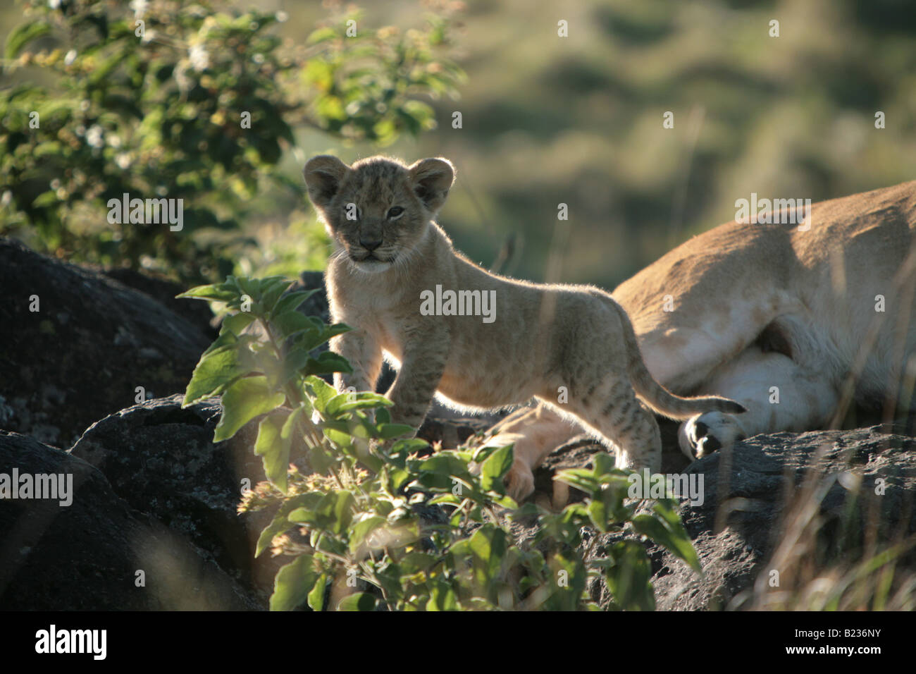 Pouncing lion hi-res stock photography and images - Alamy