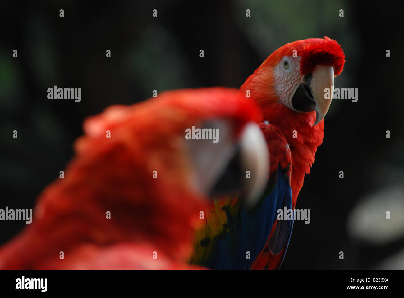 Scarlet Macaw (Ara macao) Parrot Stock Photo - Alamy