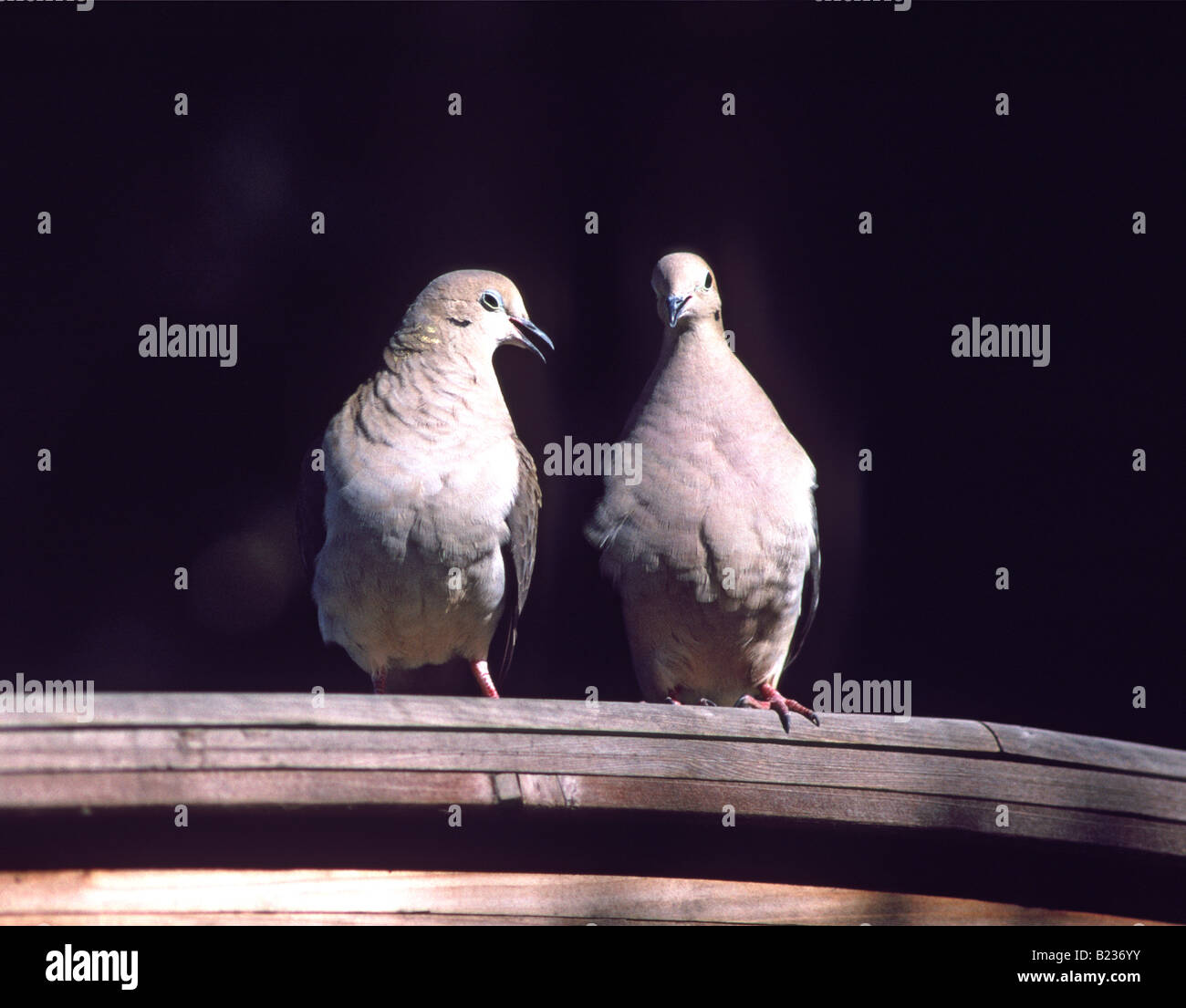 pair of mourning doves Zenaida macroura Stock Photo - Alamy