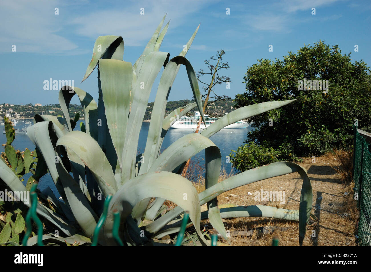 A Green Cactus hides part of the Cruise Liner Legend of the Seas ...