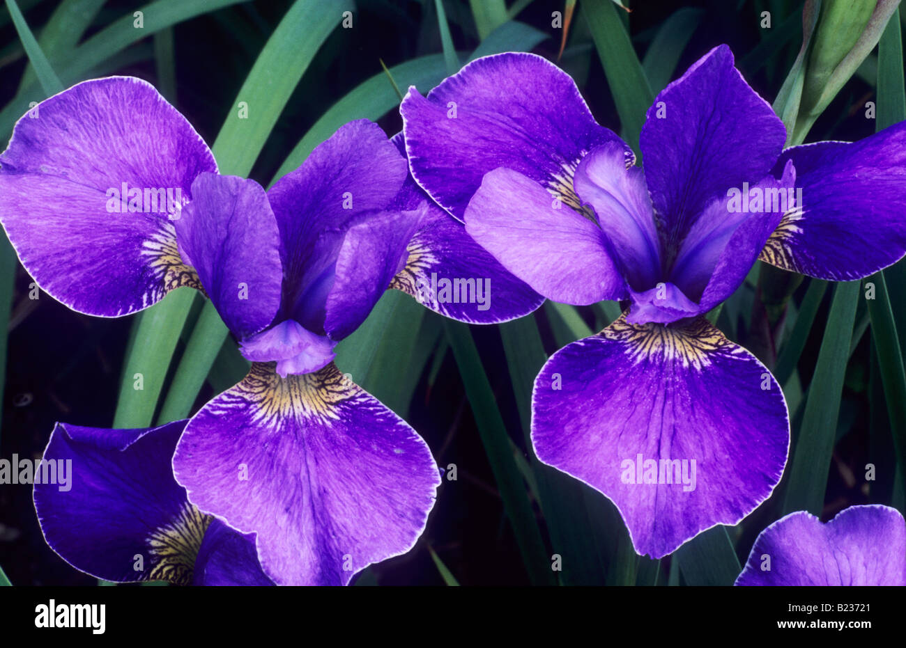 Iris sibirica 'Silver Edge' Siberian Flag blue flower garden plant ...