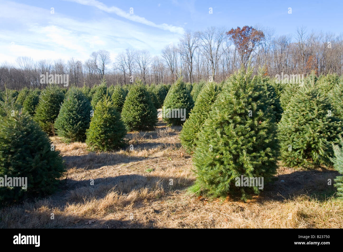 Christmas Tree farm Stock Photo - Alamy