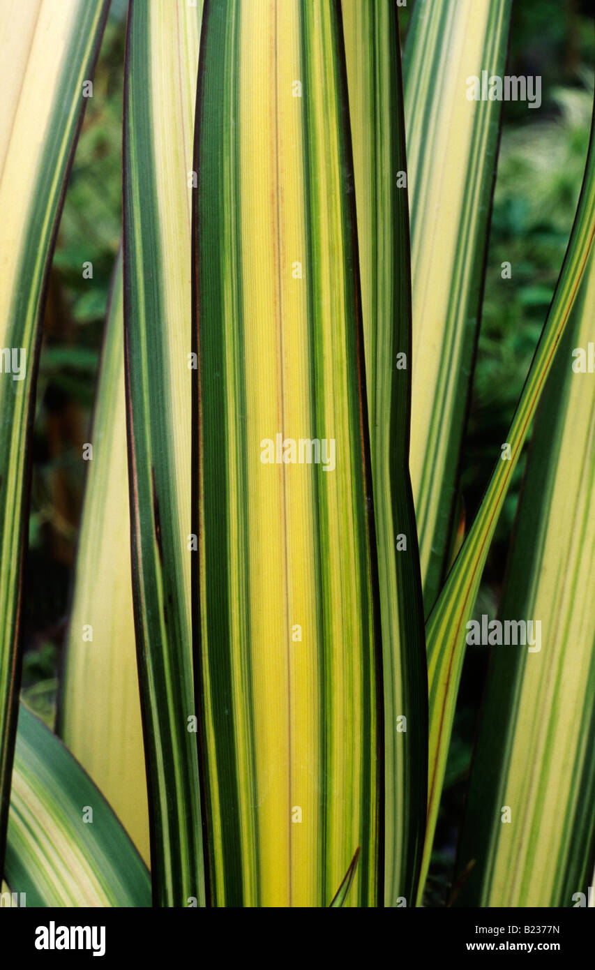 Phormium cookianum subsp. hookeri 'Cream Delight' green yellow black ...
