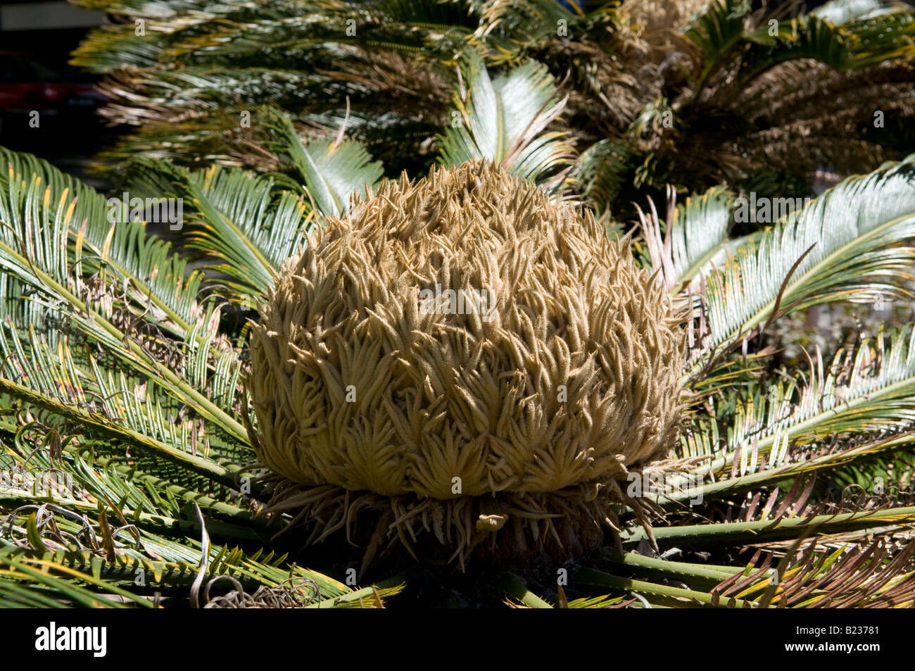 Cycas fruit hi-res stock photography and images - Alamy