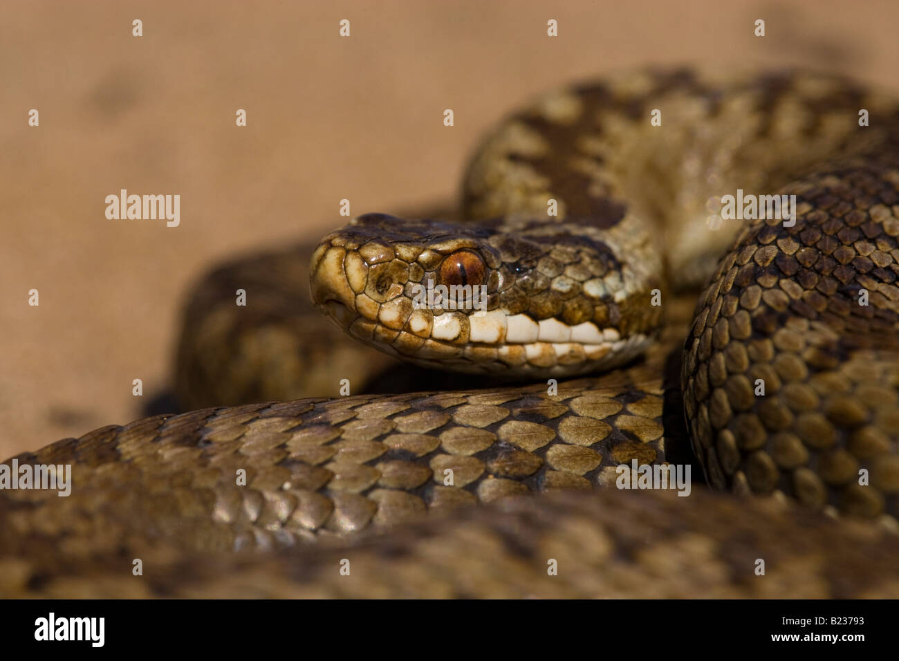 female adder (Vipera berus) close up showing red eye and split pupil ...