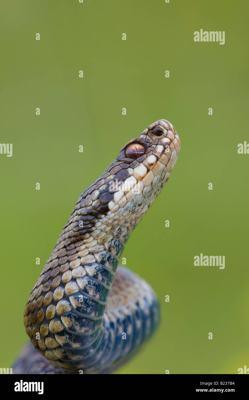 Female adder hi-res stock photography and images - Alamy