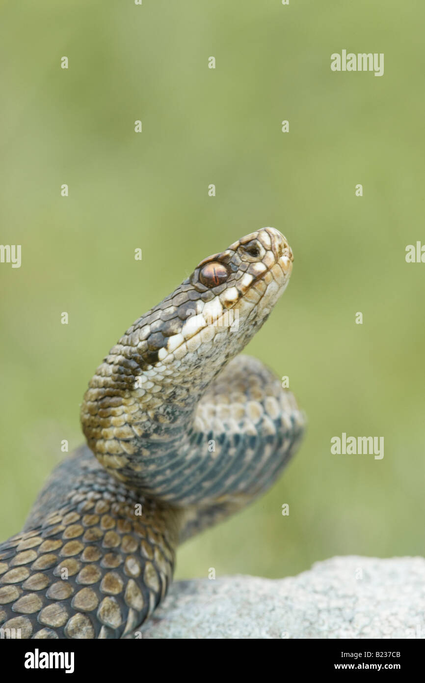 Female Adder Vipera berus Stock Photo - Alamy