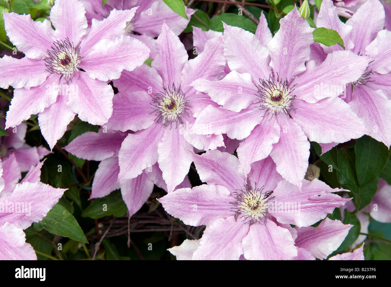 Ooh La La High Resolution Stock Photography and Images - Alamy