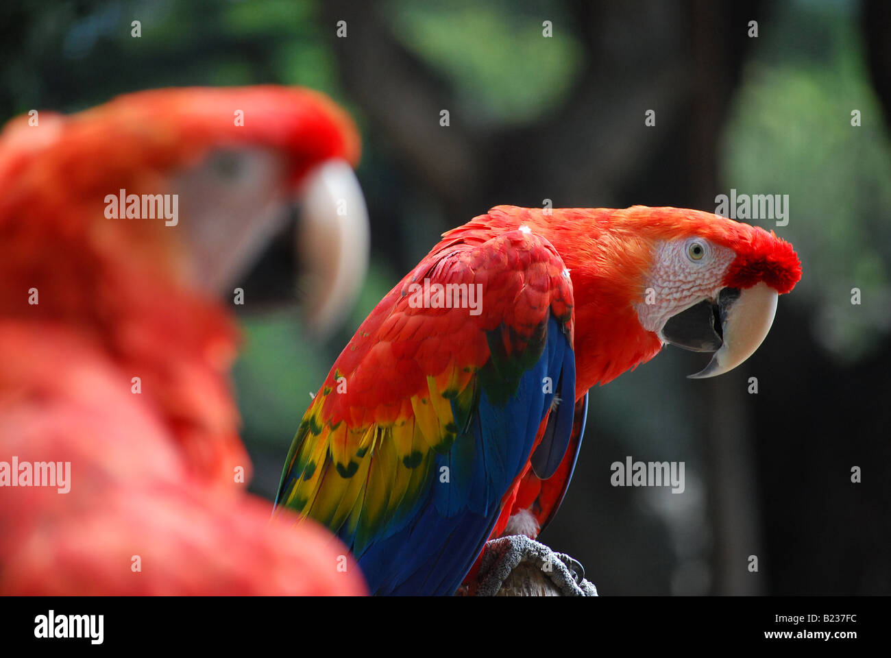 Scarlet Macaw (Ara macao) Parrot Stock Photo - Alamy