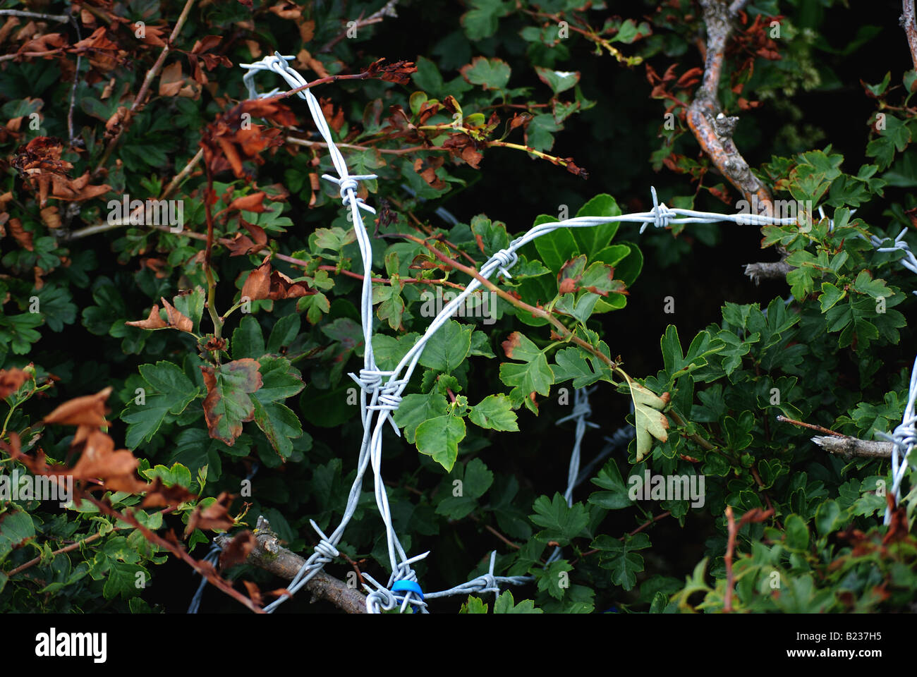 Razor wire injury hi-res stock photography and images - Alamy