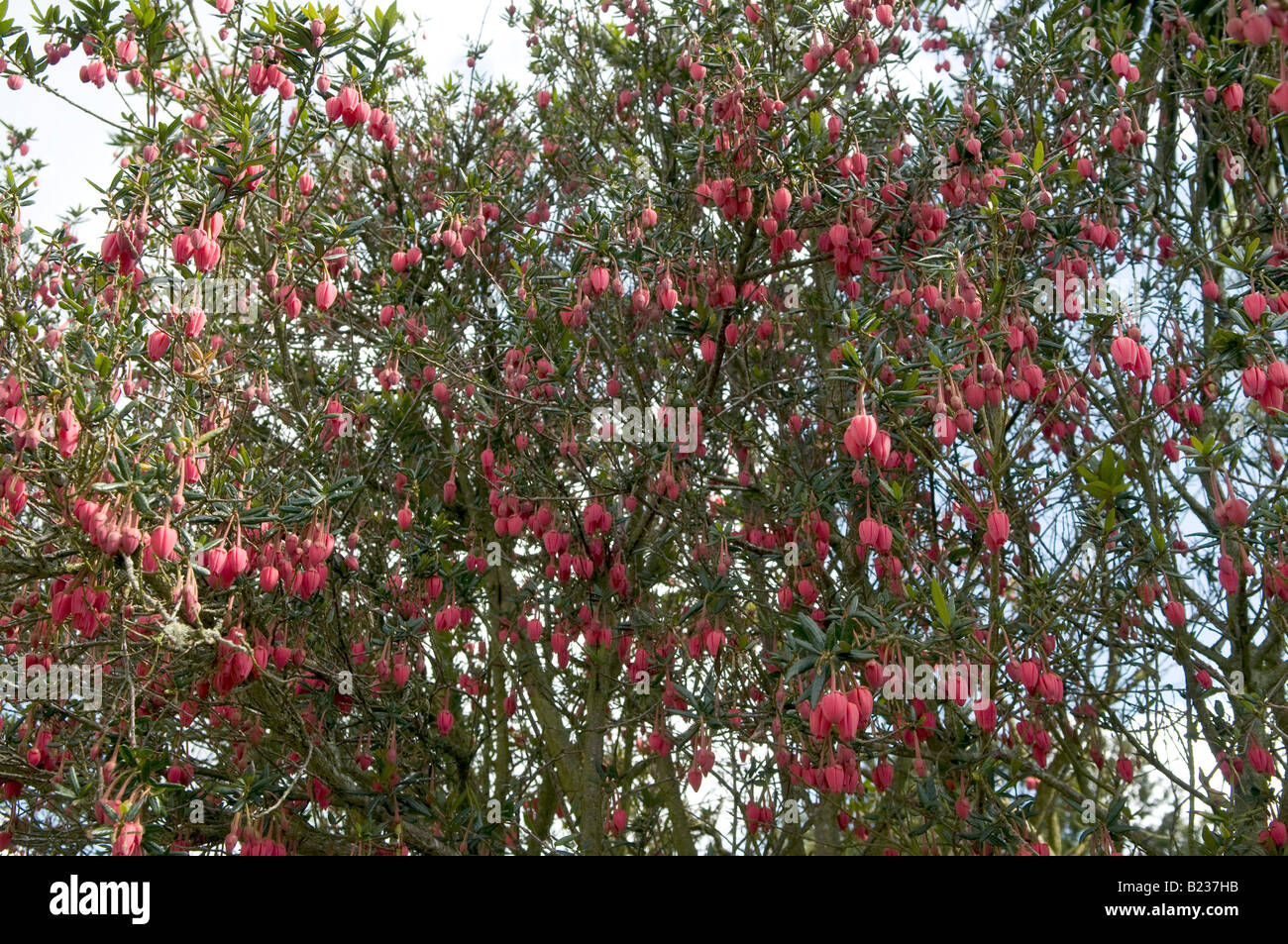 Crinodendron hookerianum "Lantern tree Stock Photo - Alamy