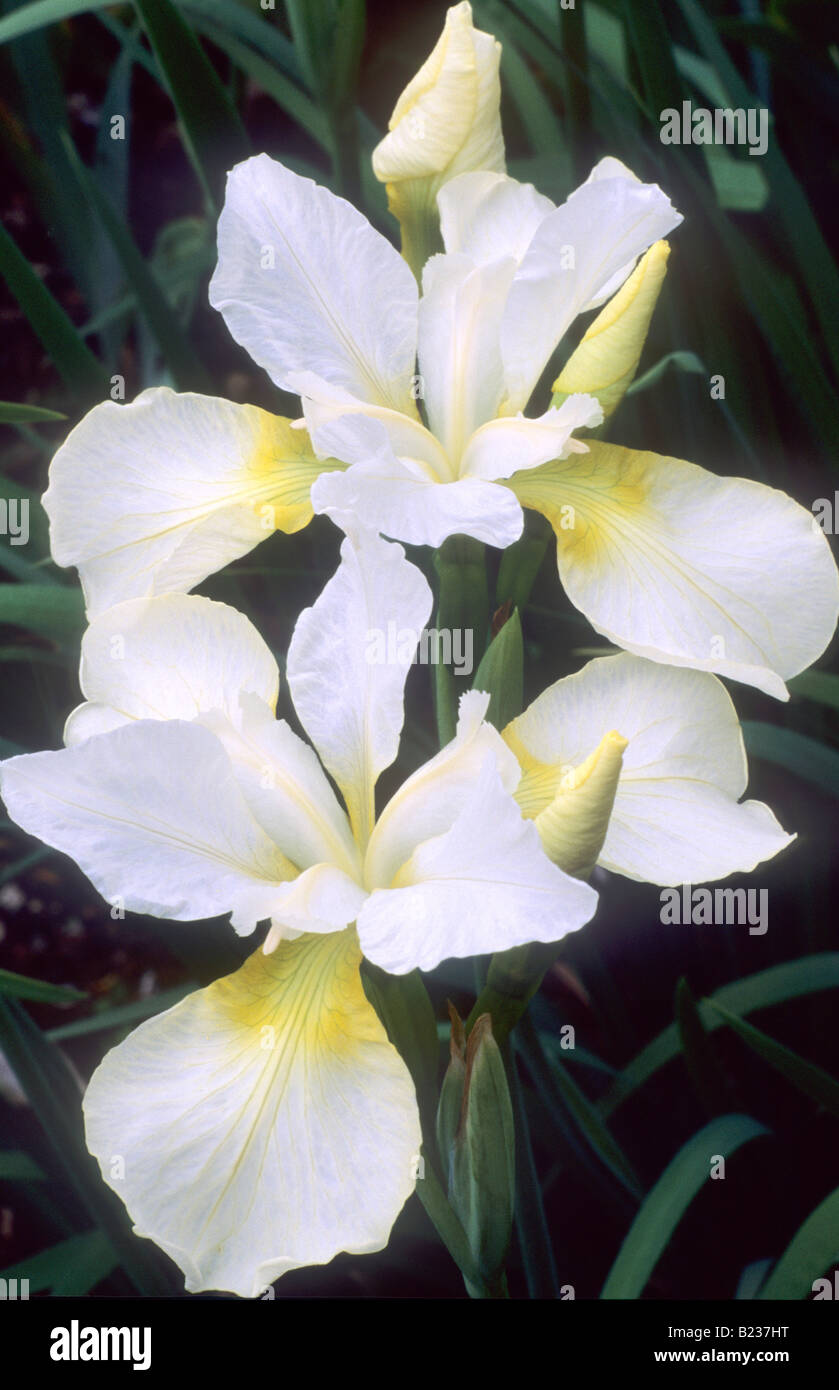 Iris sibirica 'Dreaming Yellow' Siberian Flag white and yellow flower ...