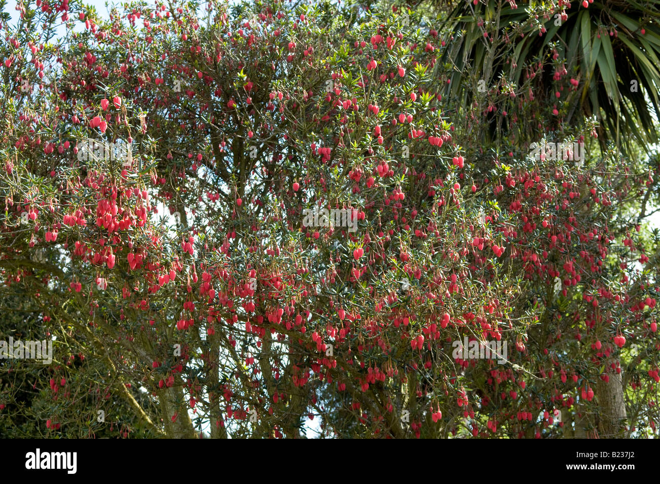 Crinodendron hookerianum "Lantern tree Stock Photo - Alamy
