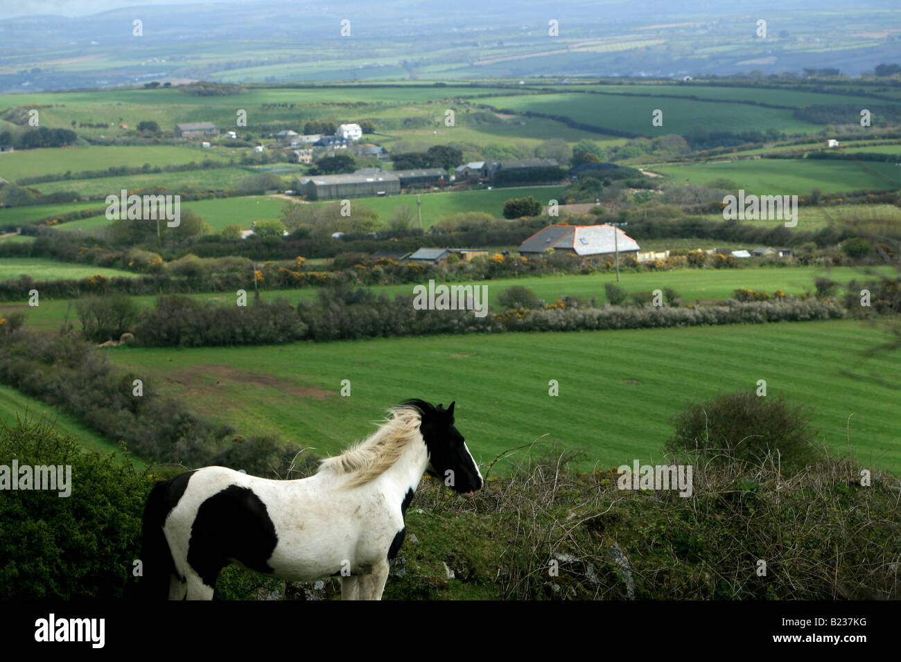 Horse looking over fields of Penwith district Cornwall England Stock ...