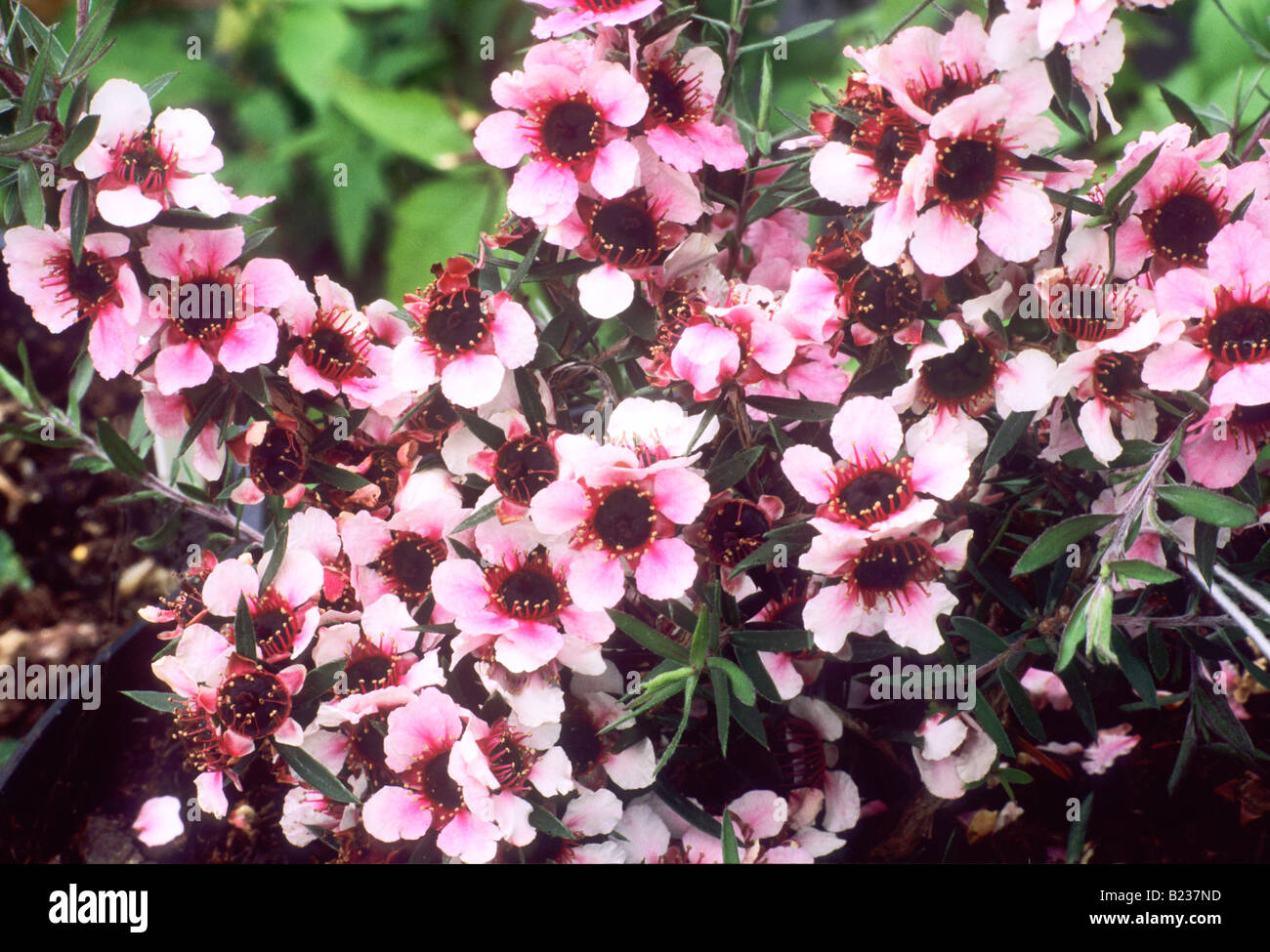 Leptospermum scoparium 'Martini' pink flowers garden plant Stock Photo ...