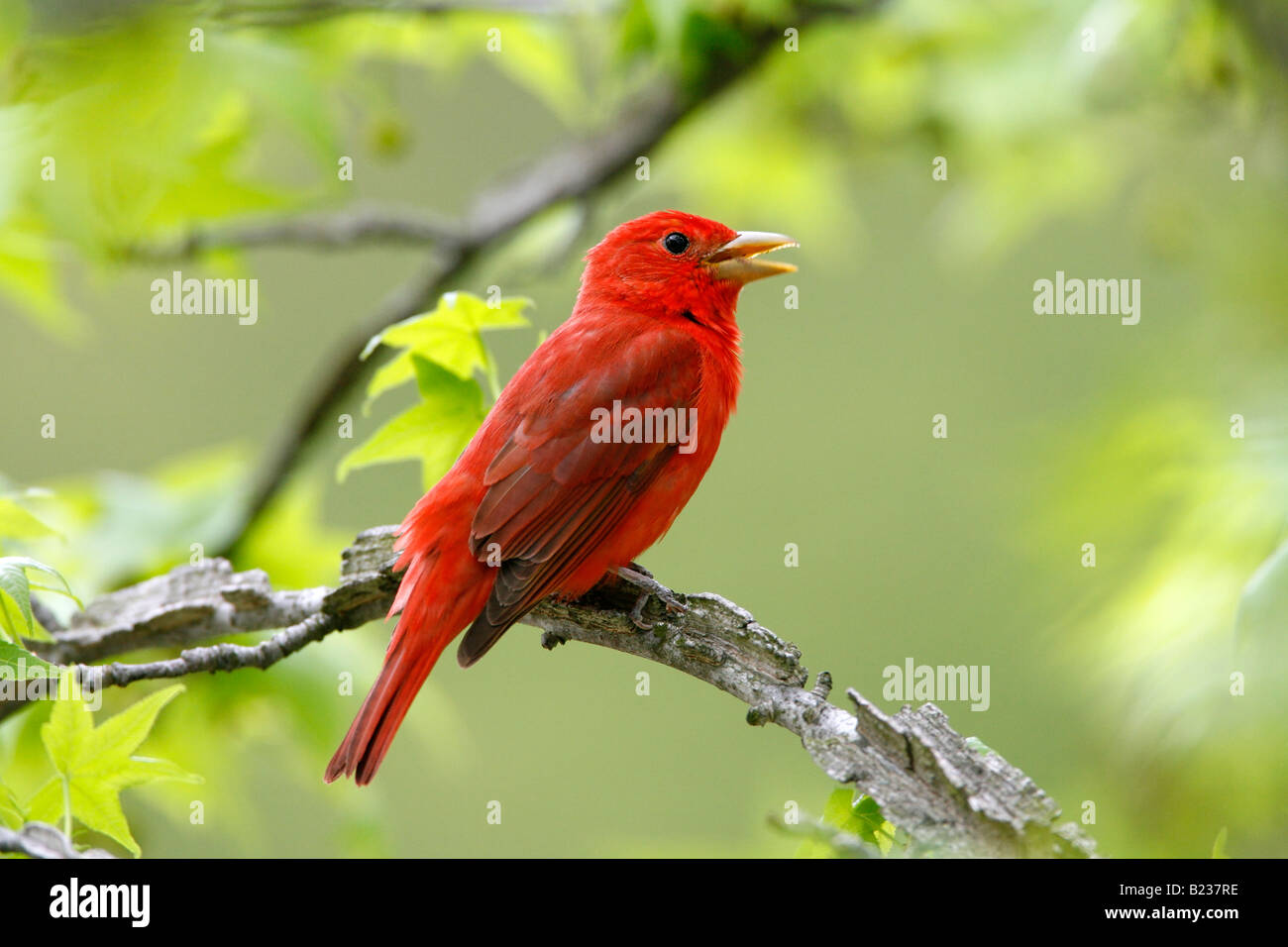 Songbird singing hi-res stock photography and images - Alamy