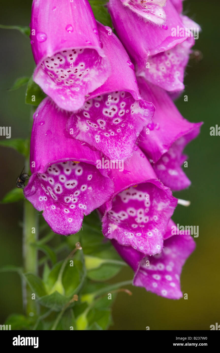 Digitalis purpurea flowers hi-res stock photography and images - Alamy