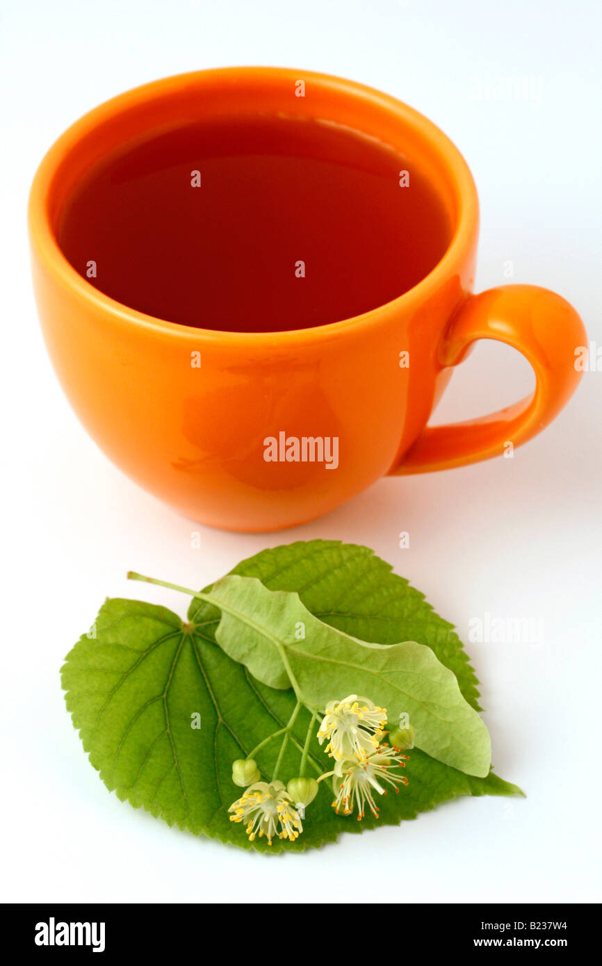 Common lime or linden tree infusion (Tilia platiphyllos Stock Photo - Alamy