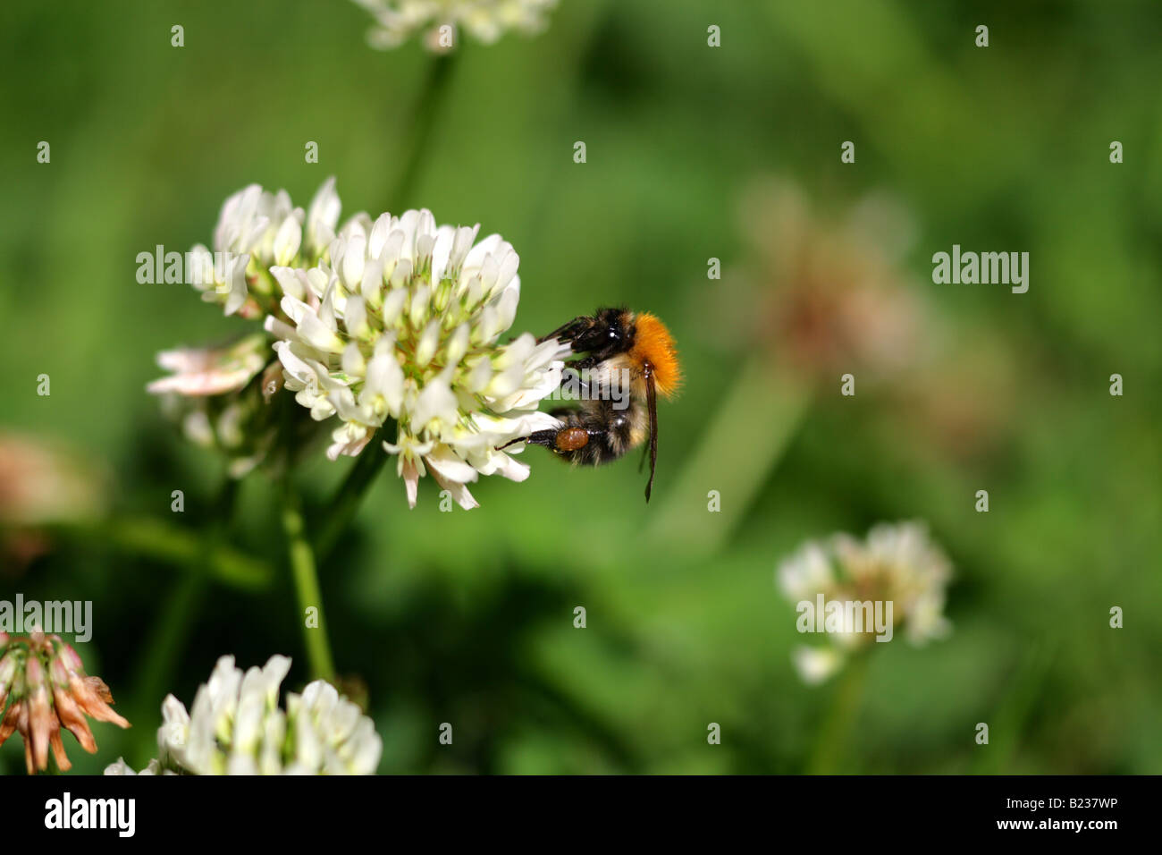 Bee in the clover hi-res stock photography and images - Alamy