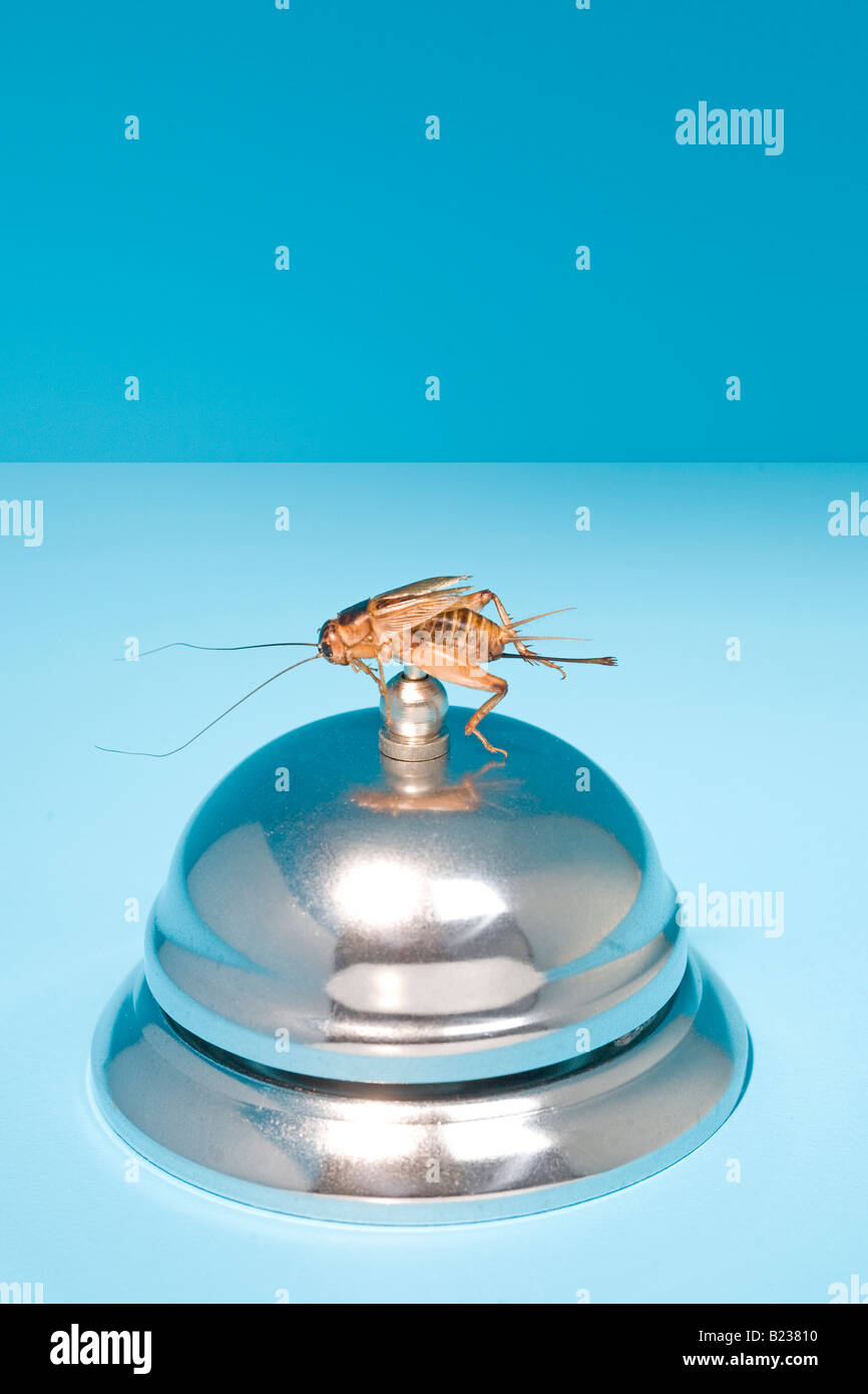 Bell bug hi-res stock photography and images - Alamy