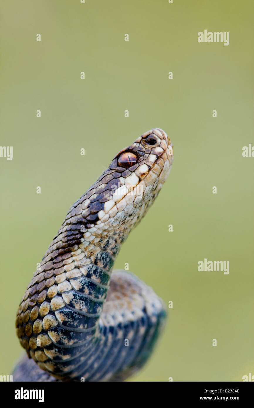 Female adder hi-res stock photography and images - Alamy