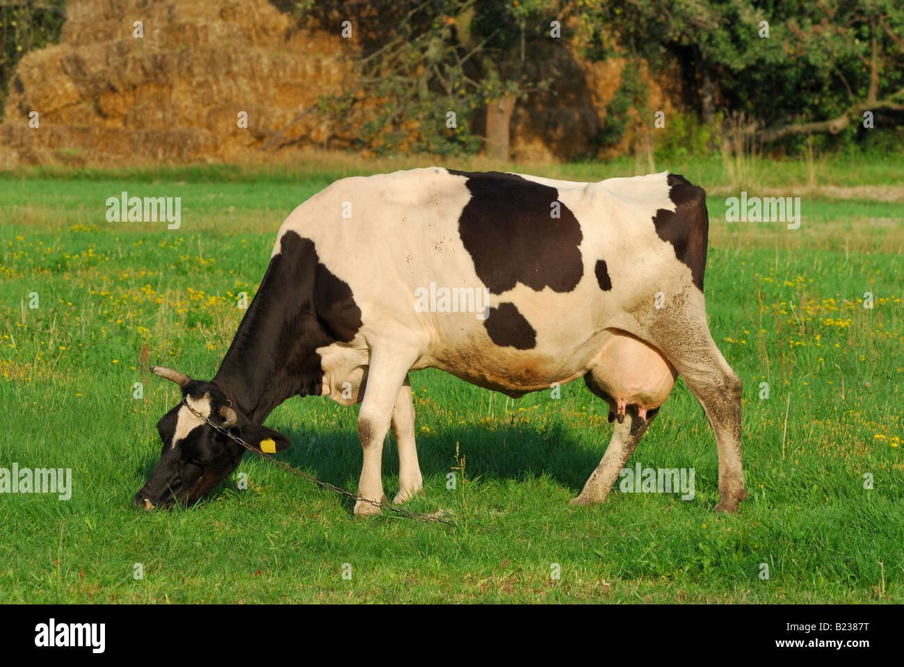 Cow in a pasture Stock Photo - Alamy