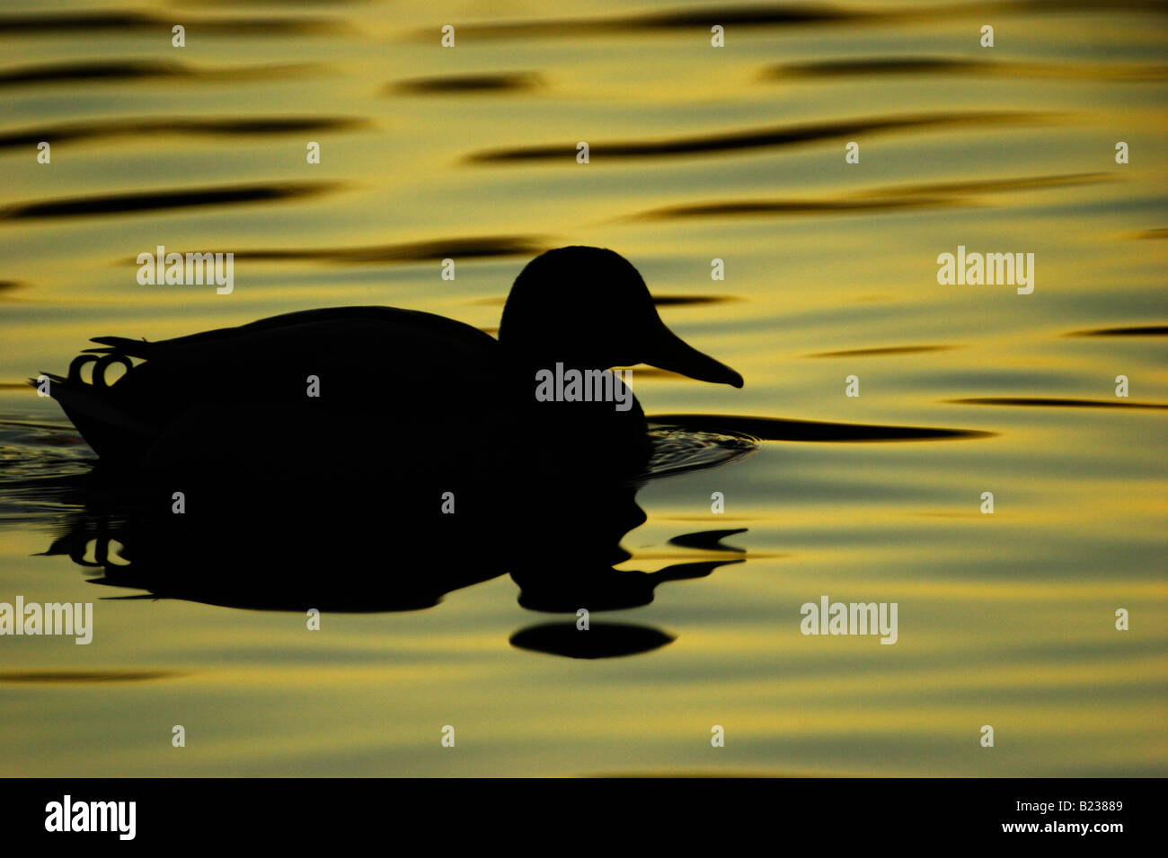 Mallard Floating on a lake at sunset Stock Photo - Alamy