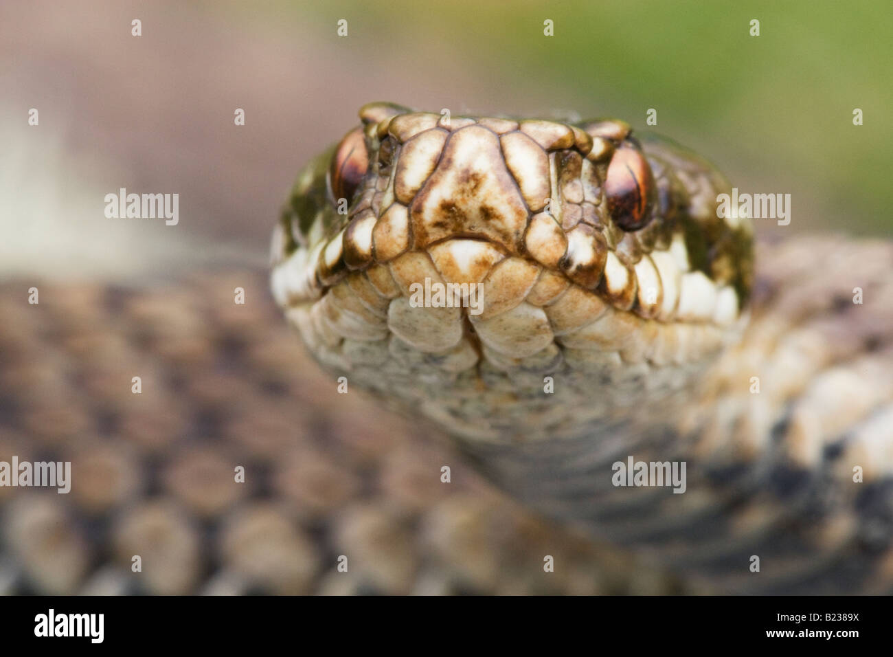 female adder Vipera berus close-up of head Stock Photo - Alamy