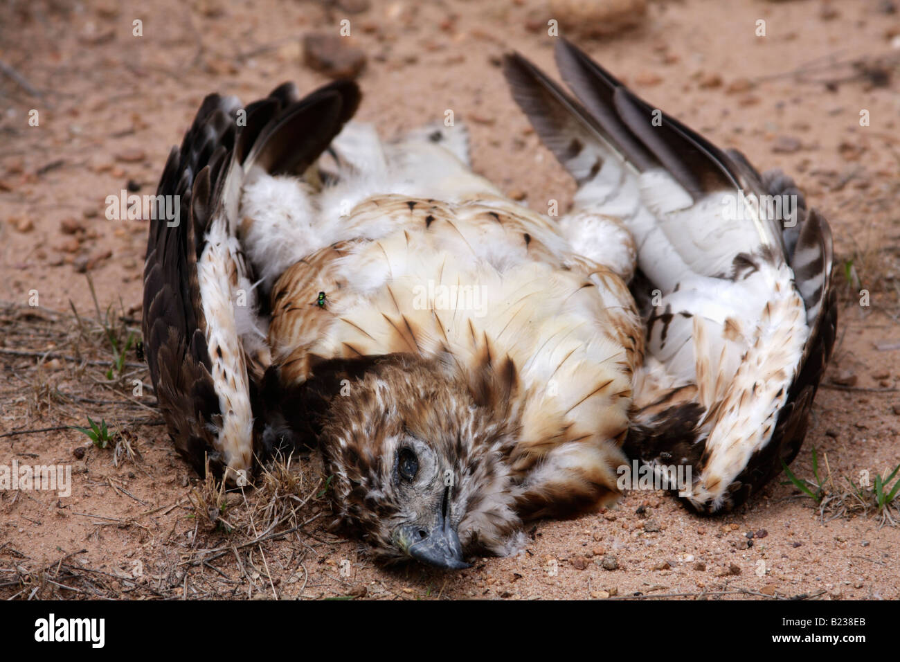 Dead hawk hi-res stock photography and images - Alamy