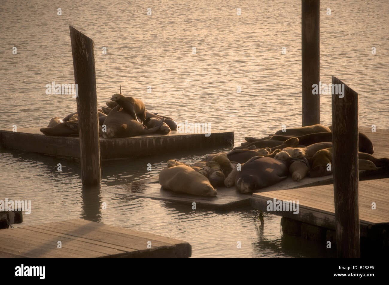 Protected seals in sepia tone rest on a wooden pier Stock Photo - Alamy