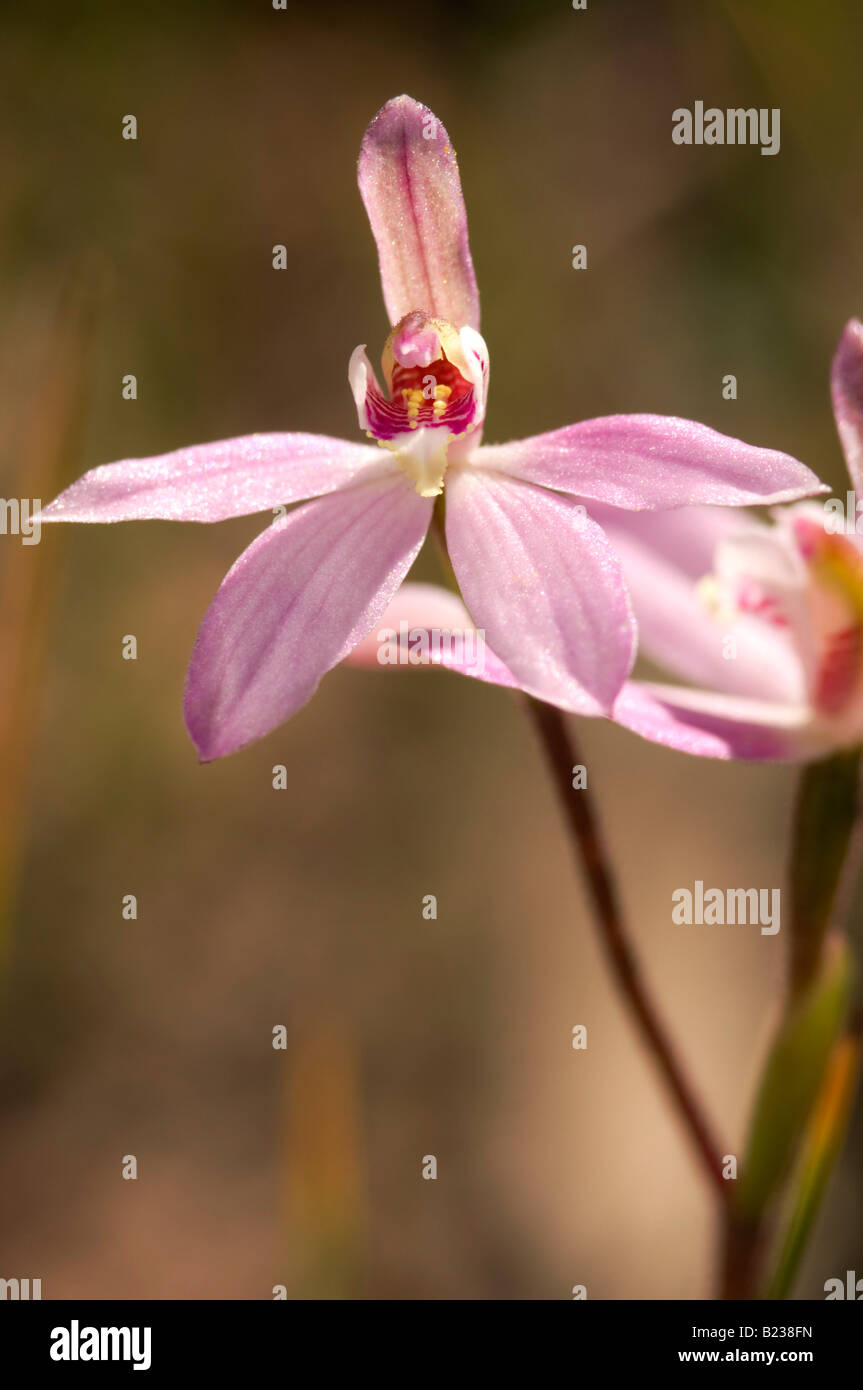 Australian Pink finger orchid flower Stock Photo - Alamy
