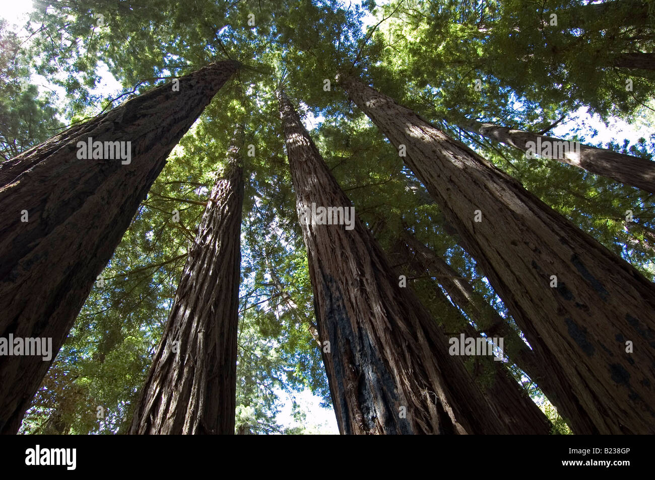 Coastal redwood tree hi-res stock photography and images - Alamy