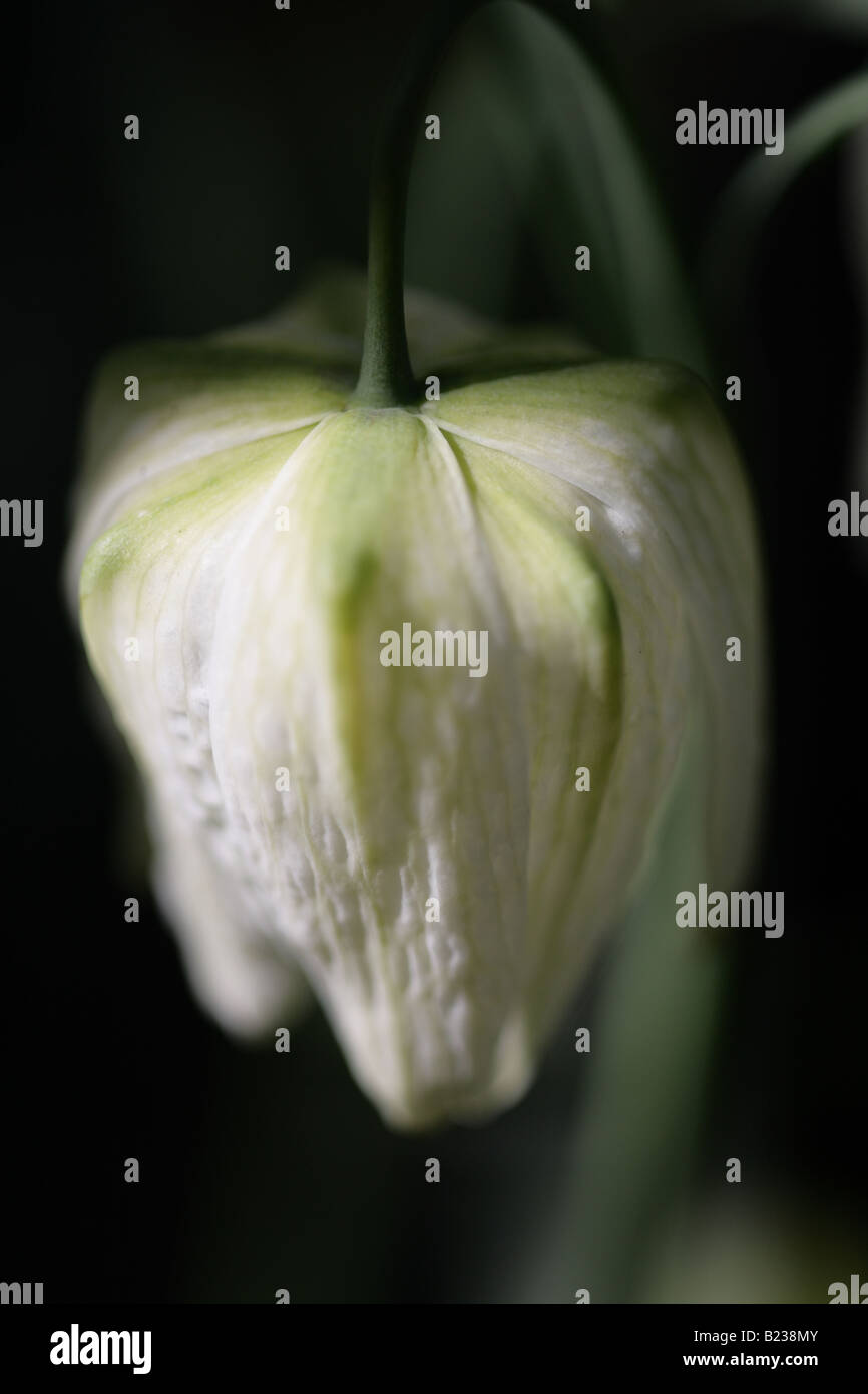 Albino fritillary hi-res stock photography and images - Alamy
