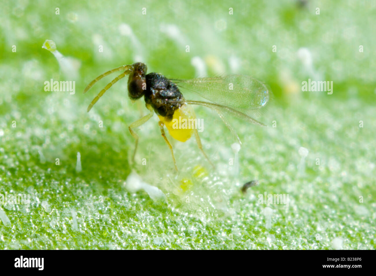 Parasitic Encarsia wasp stinging a whitefly nymph Stock Photo - Alamy
