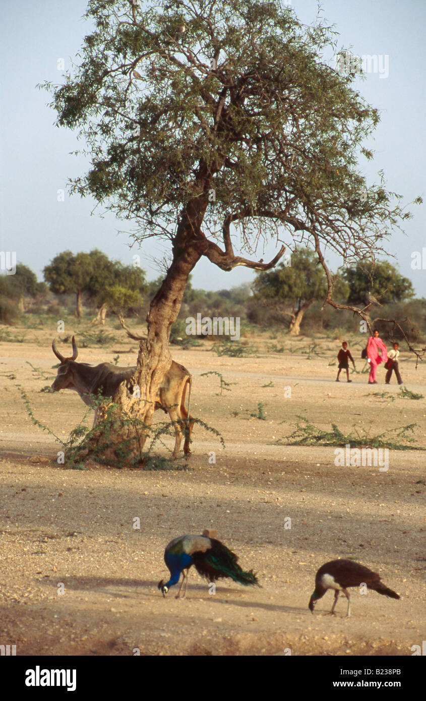 Luni village hi-res stock photography and images - Alamy