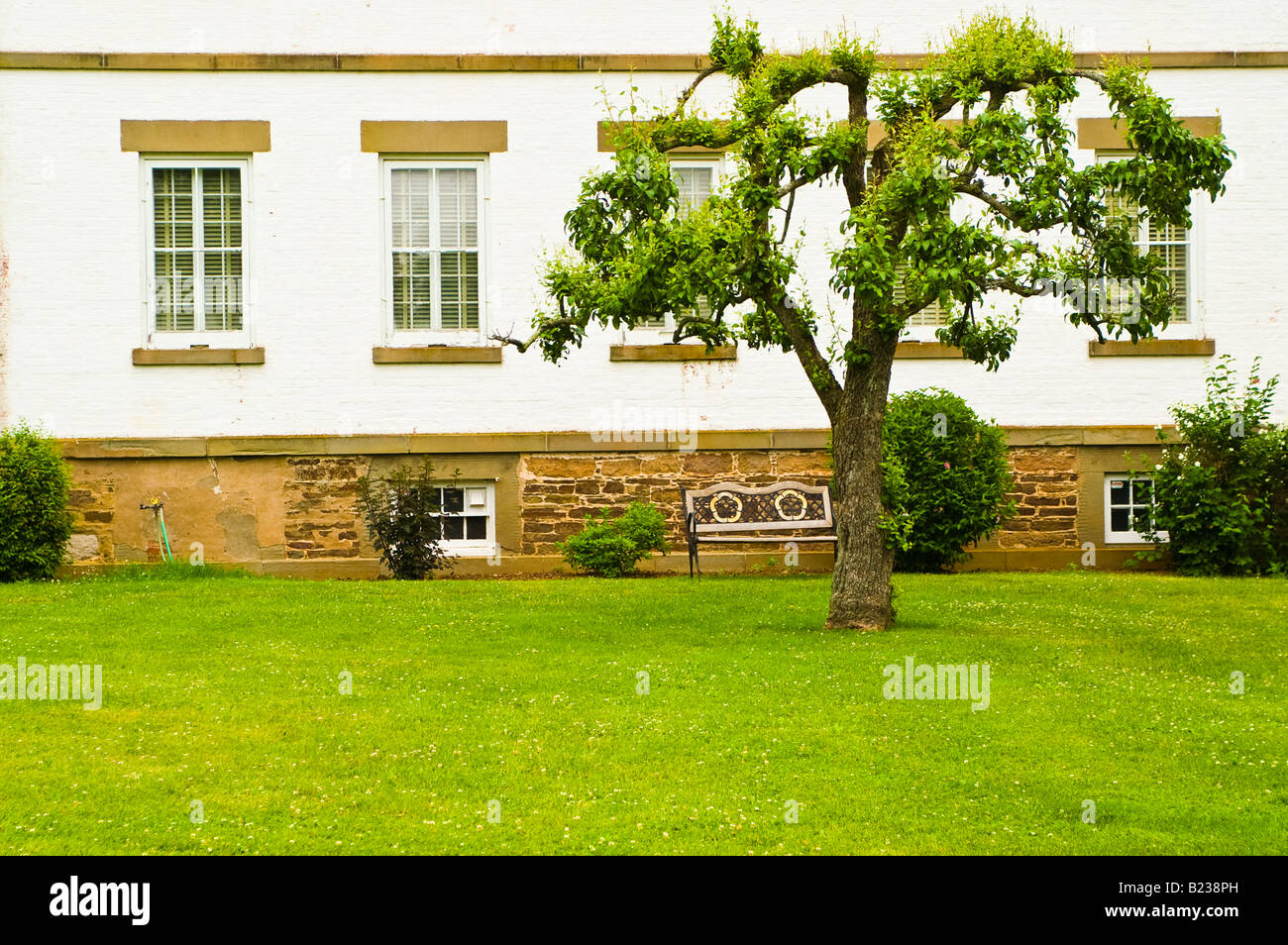 A green tree set against the side of a white painted brick house Stock ...