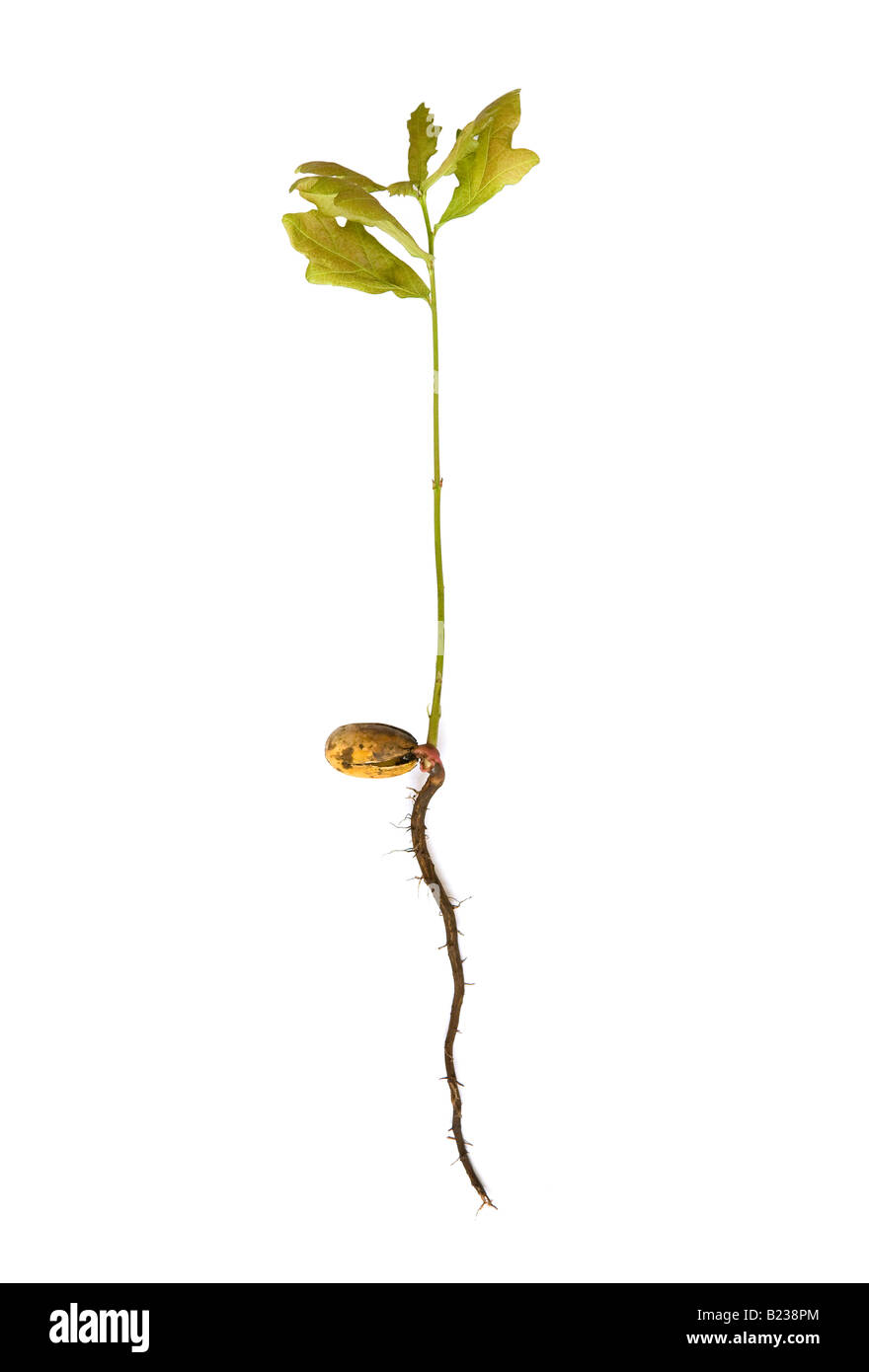 Acorn with shoot Cut Out Stock Images & Pictures - Alamy
