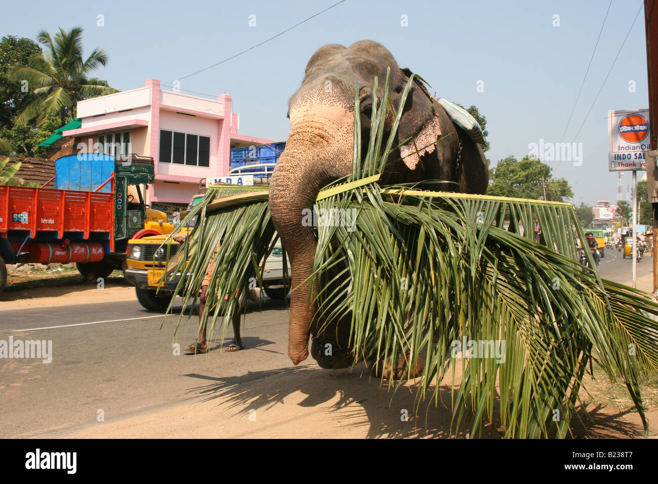 Working elephant carrying his dinner on the NH17 highway towards Mahe ...