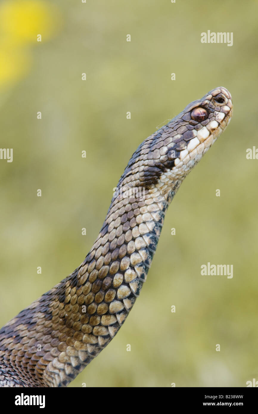 Female Adder Vipera berus Stock Photo - Alamy