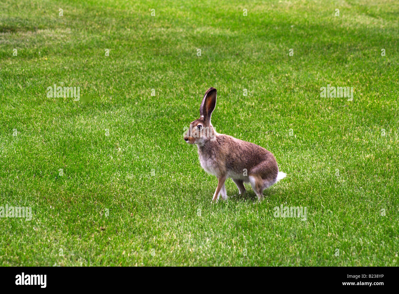 Hopping Rabbit Stock Photos & Hopping Rabbit Stock Images - Alamy