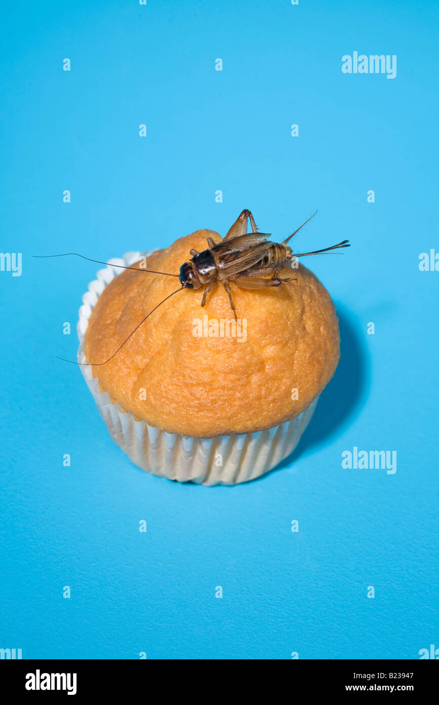 Dont eat hi-res stock photography and images - Alamy