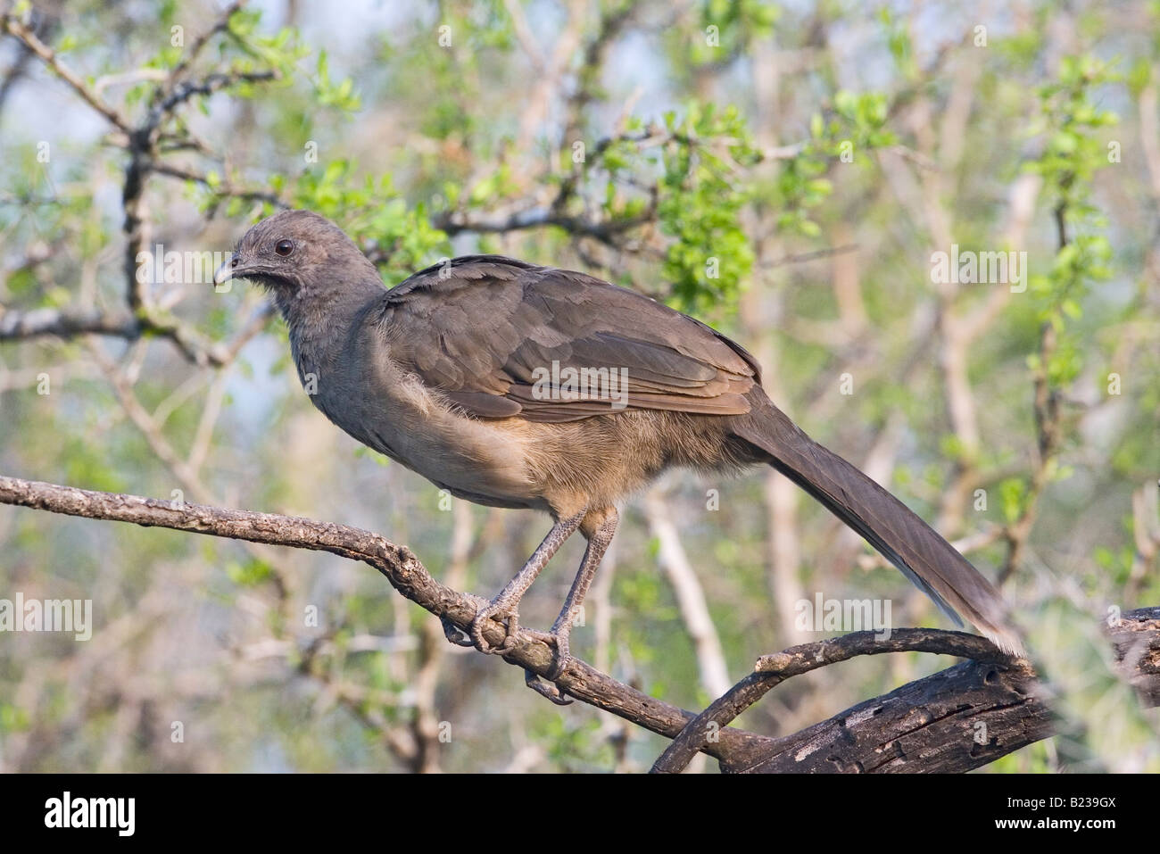 Plain Chachalaca Ortalis vetula Bentsen Rio Grande State Park TEXAS ...