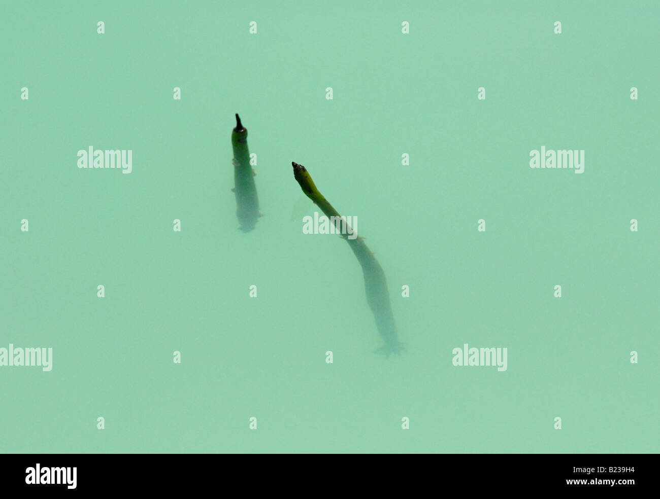 Floating seeds hi-res stock photography and images - Alamy