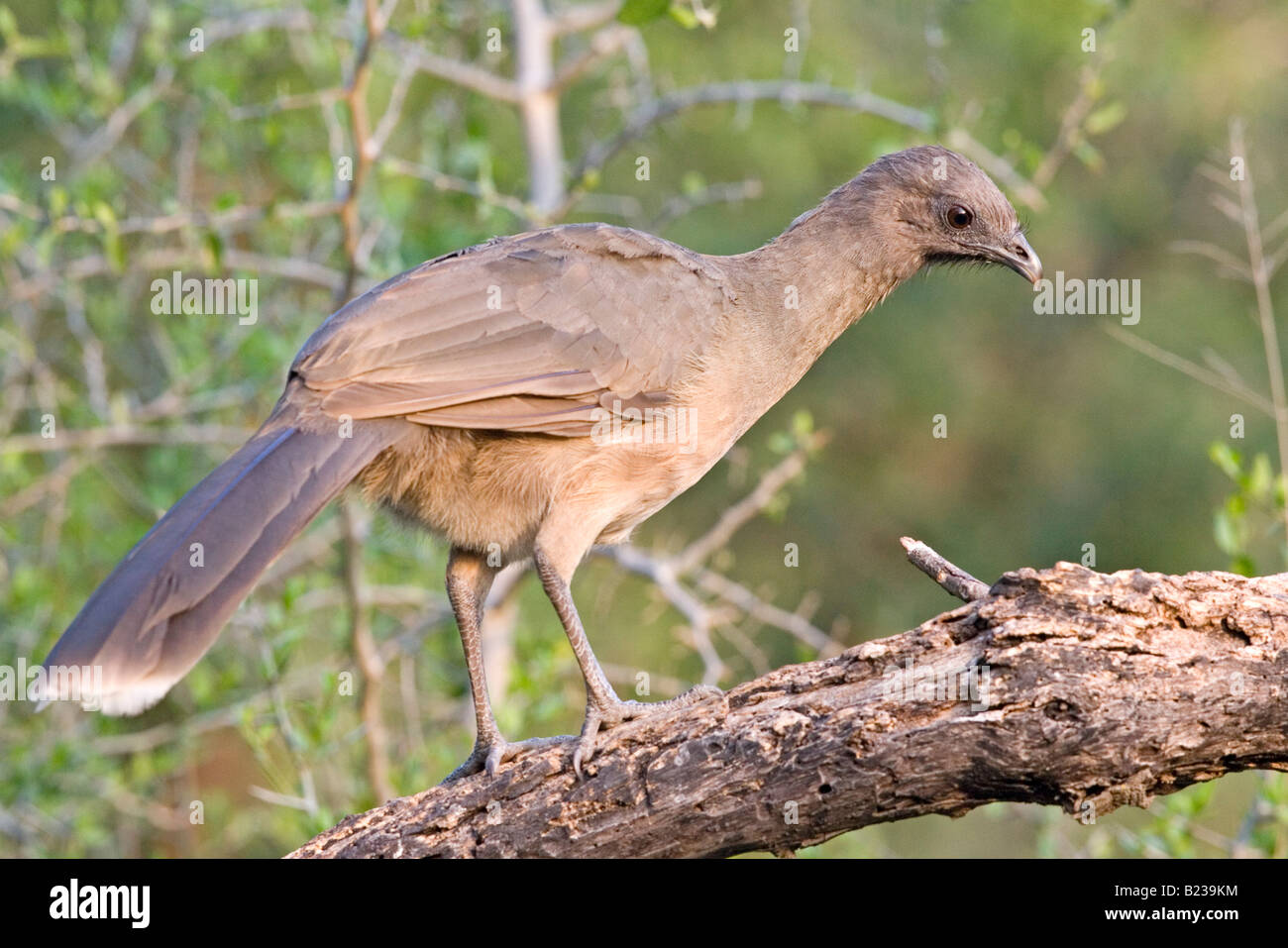 Plain Chachalaca Ortalis vetula Bentsen Rio Grande State Park TEXAS ...