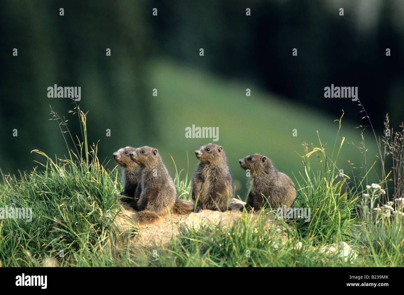 Marmots olympic national park hi-res stock photography and images - Alamy