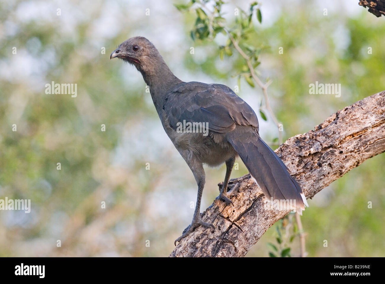 Plain Chachalaca Ortalis vetula Bentsen Rio Grande State Park TEXAS ...
