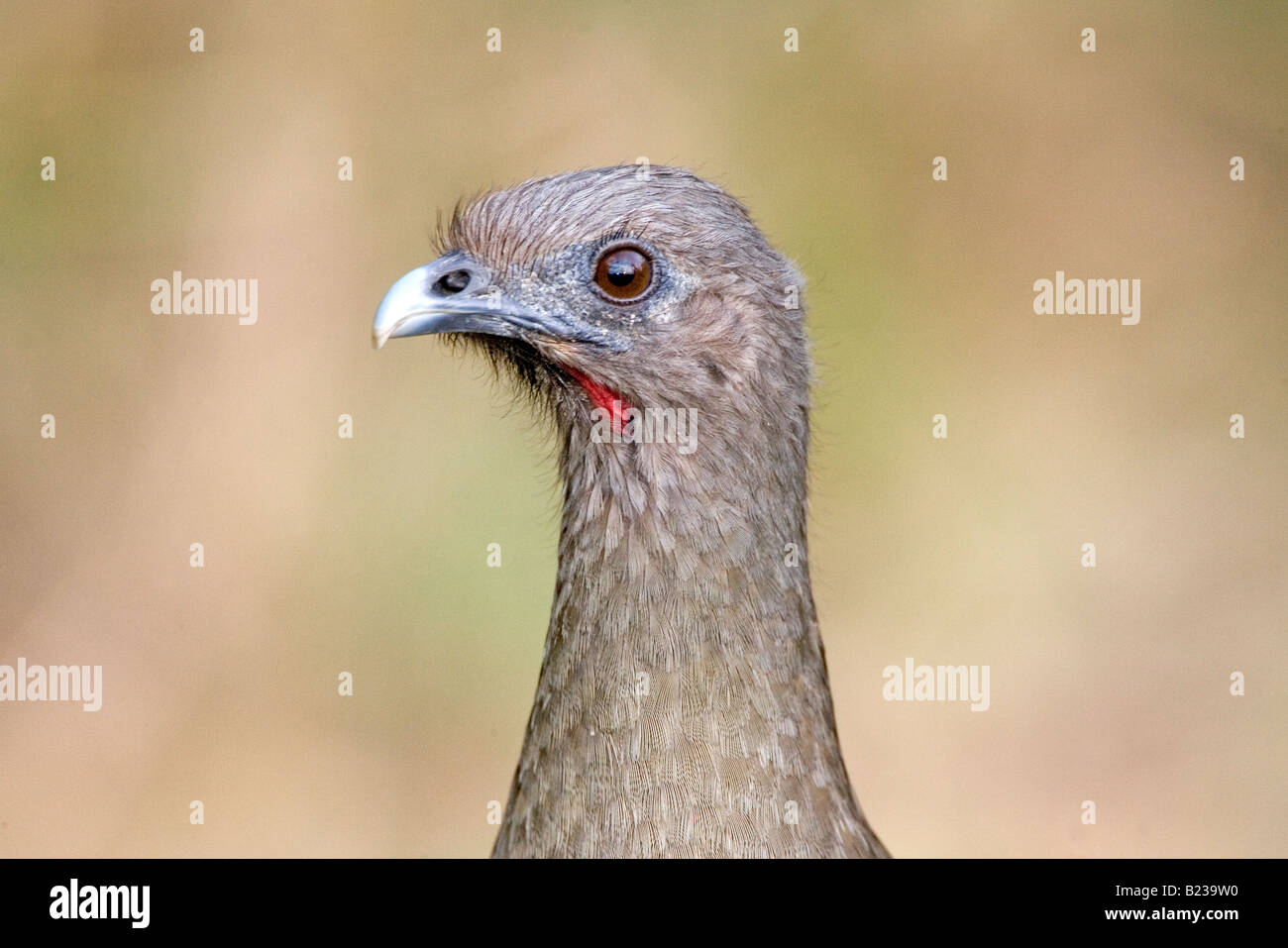 Plain Chachalaca Ortalis vetula Bentsen Rio Grande State Park TEXAS ...